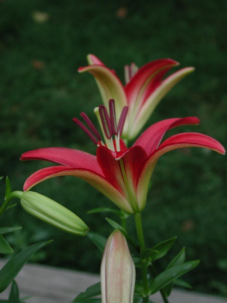 Way back........early lily seedling photos in the Lilies forum - Garden.org