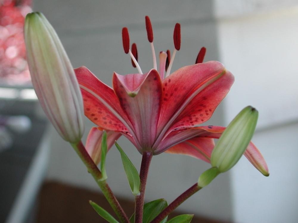 Way back........early lily seedling photos in the Lilies forum - Garden.org