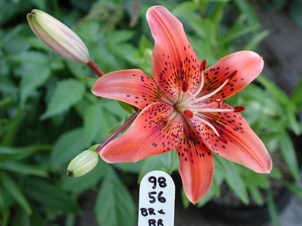 Way back........early lily seedling photos in the Lilies forum - Garden.org