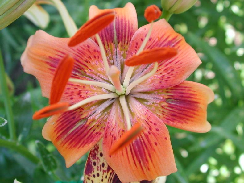 Way back........early lily seedling photos in the Lilies forum - Garden.org