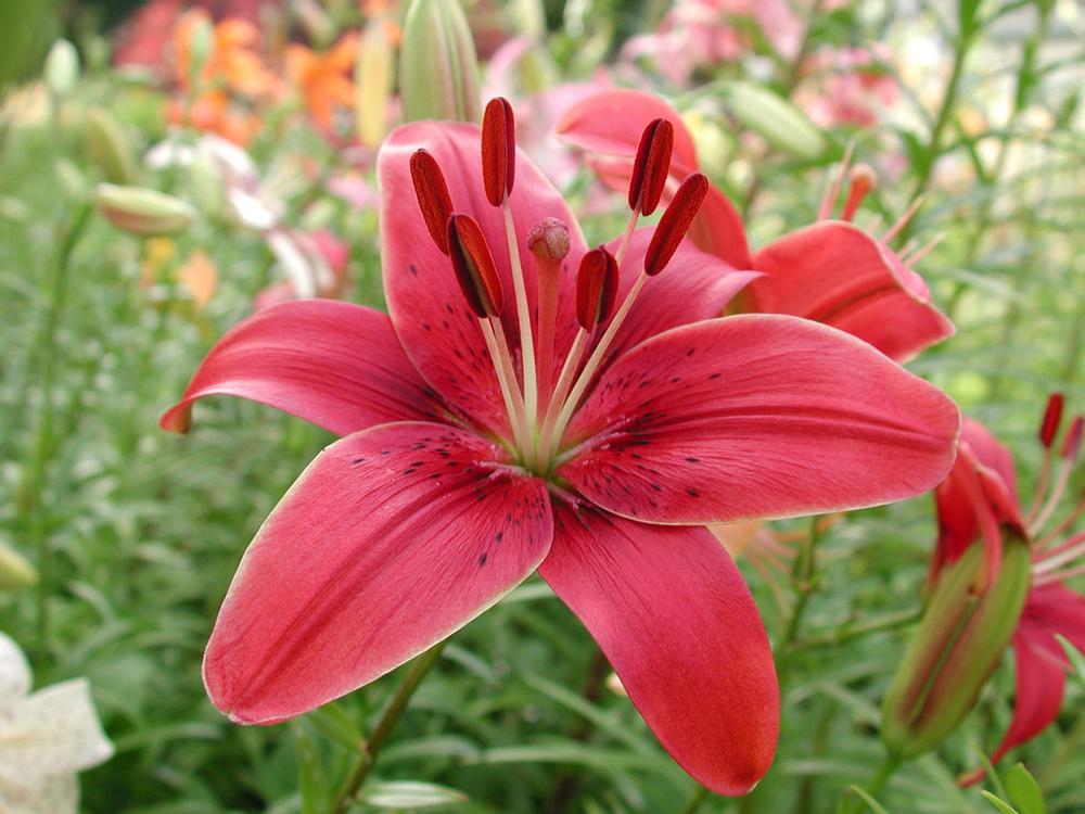 Way back........early lily seedling photos in the Lilies forum - Garden.org