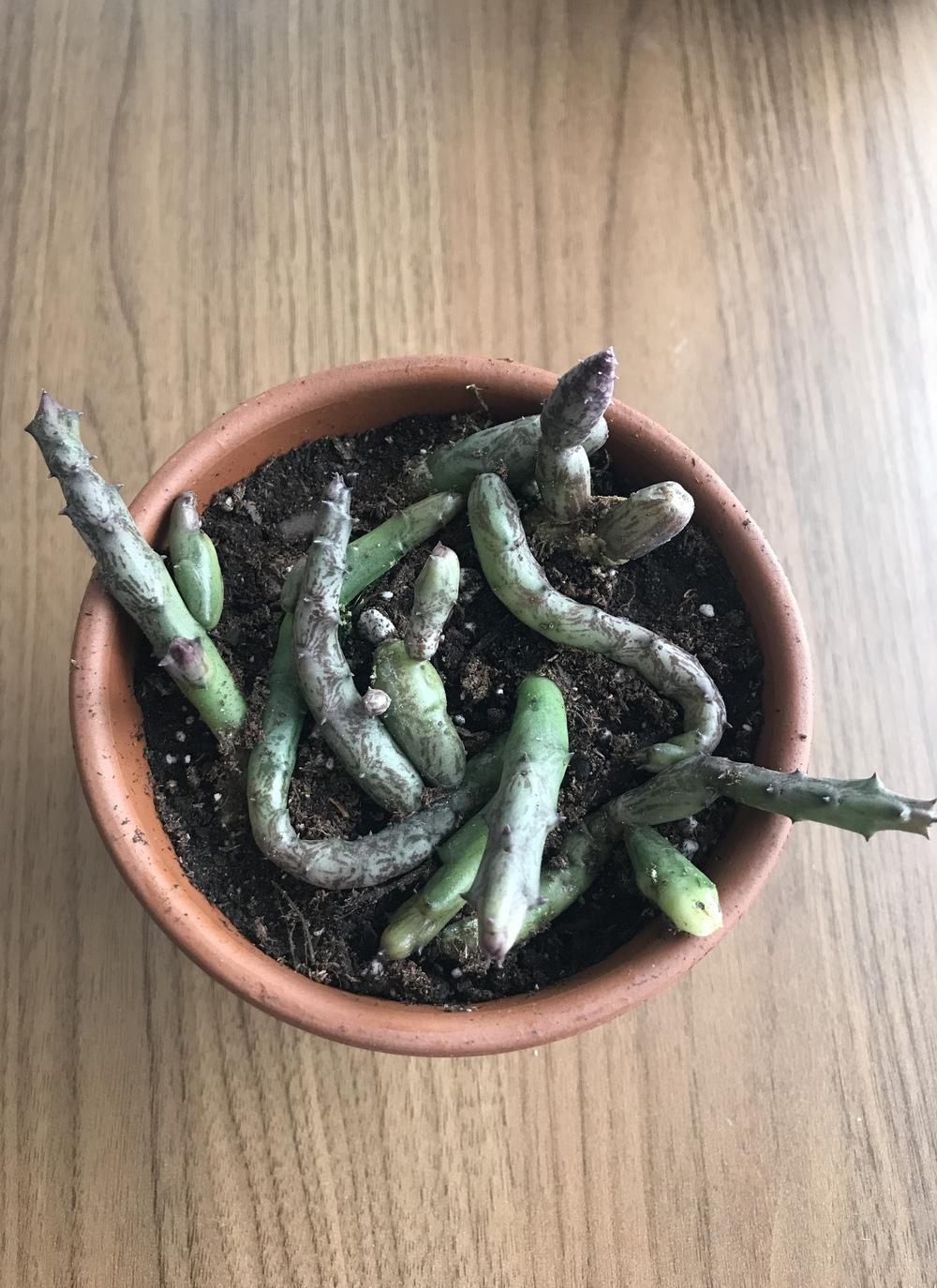 Inchworm (Kleinia pendula) - Garden.org