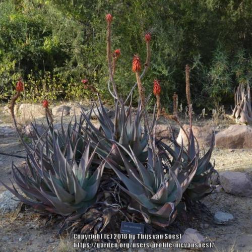 Arabian Aloe (Aloe rubroviolacea) in the Aloes Database - Garden.org