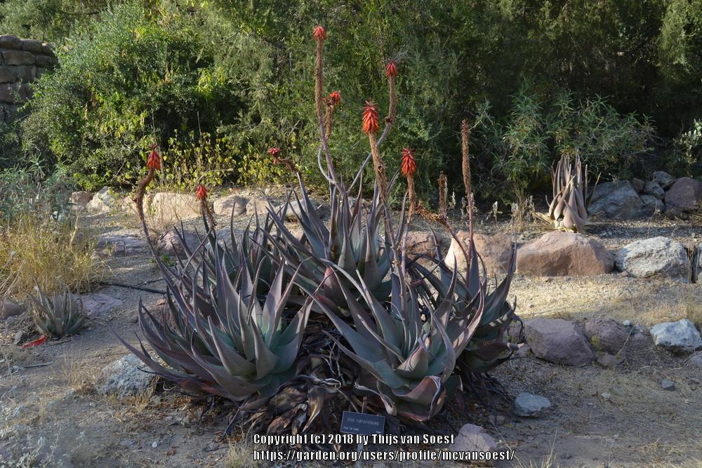 Arabian Aloe (Aloe rubroviolacea) in the Aloes Database - Garden.org