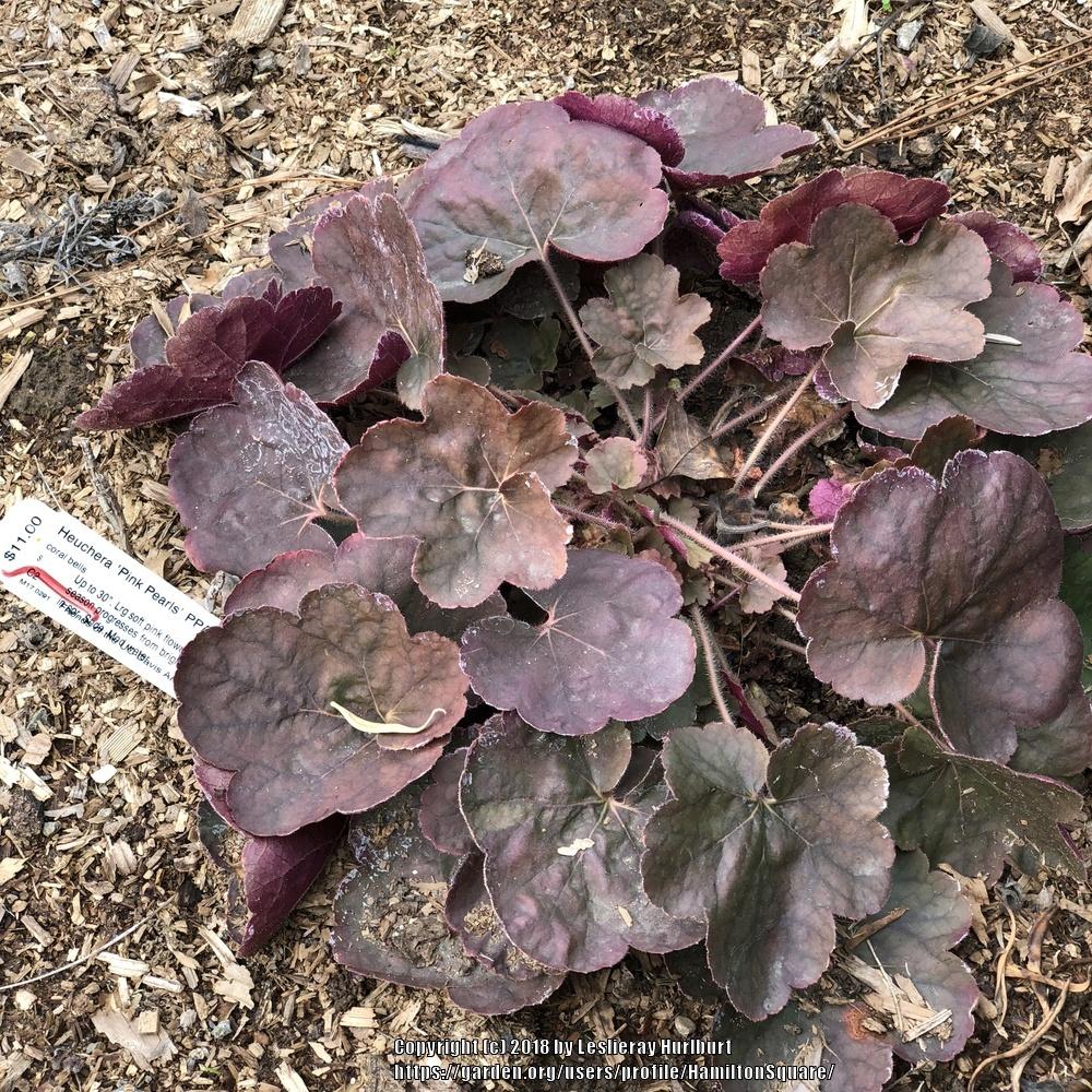 Photo of the entire plant of Coral Bells (Heuchera 'Pink Pearls ...