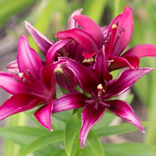 Lily (Lilium Lily Looks™ Tiny Ghost) in the Lilies Database - Garden.org