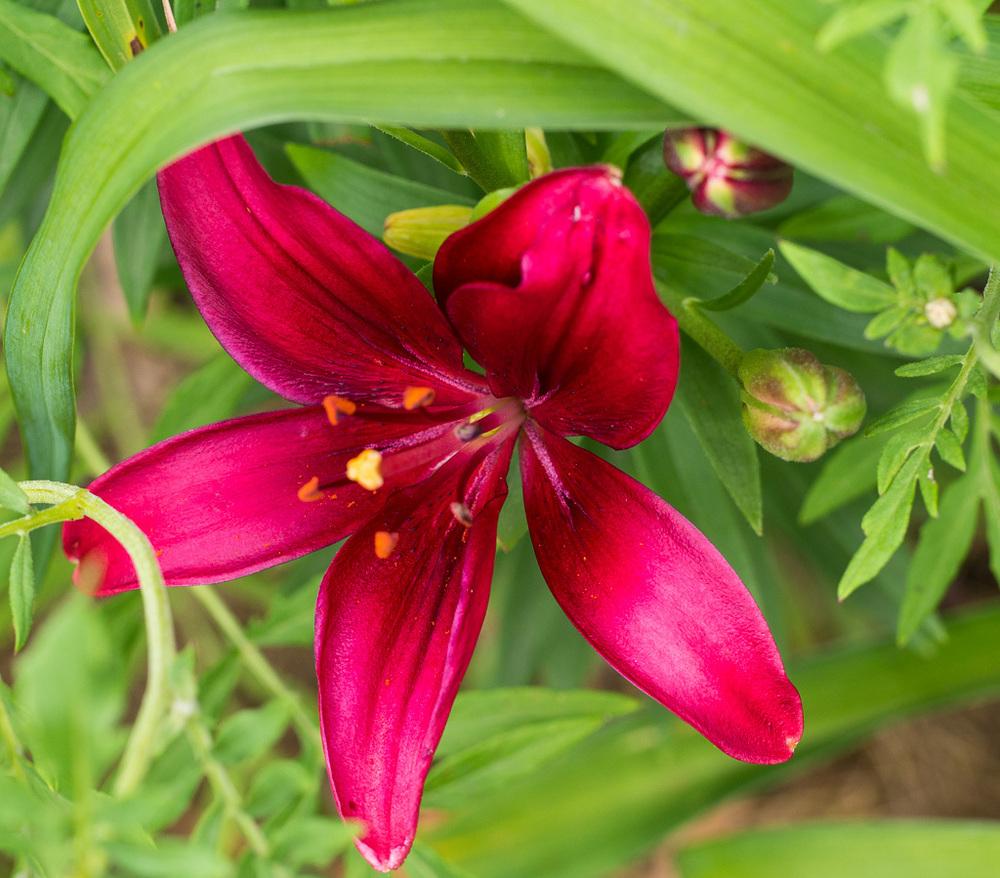 Photo of the stamens, filaments and pistils of Lily (Lilium Lily Looks ...