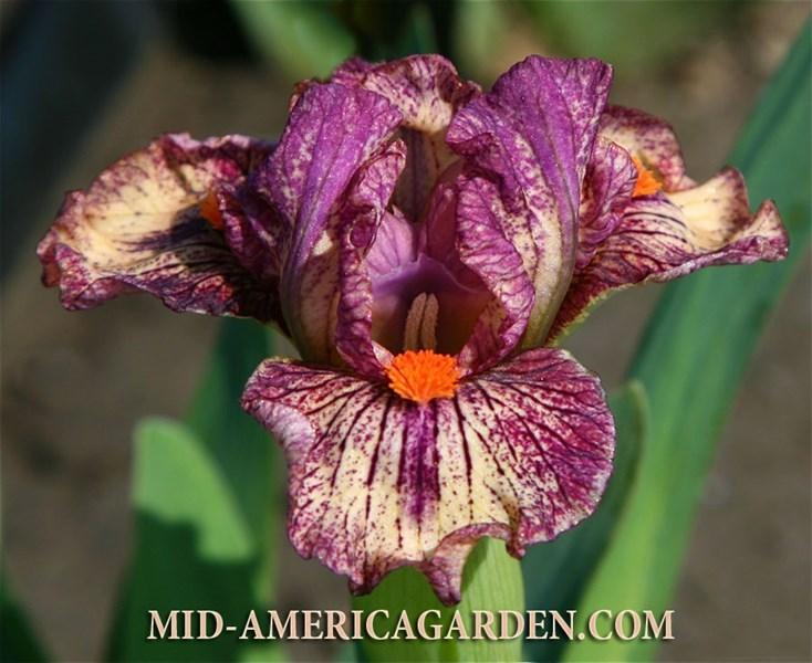Standard Dwarf Bearded Iris (Iris 'Slightly Tipsy') in the Irises ...