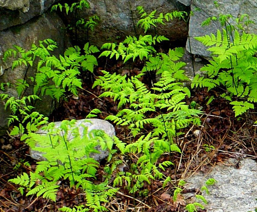 Photo of the entire plant of Oak Fern (Gymnocarpium dryopteris) posted ...