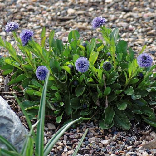 Globe Daisy (Globularia meridionalis) - Garden.org
