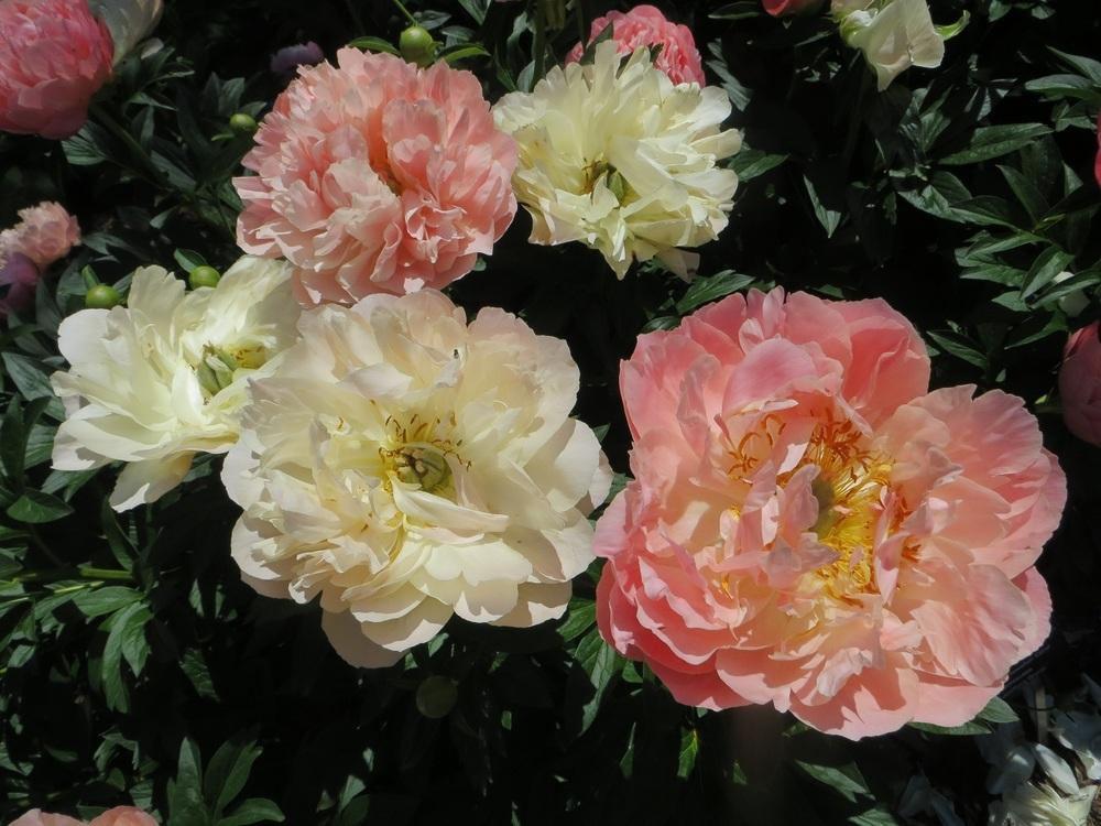 Peonies With Nice Fading in the Peonies forum - Garden.org
