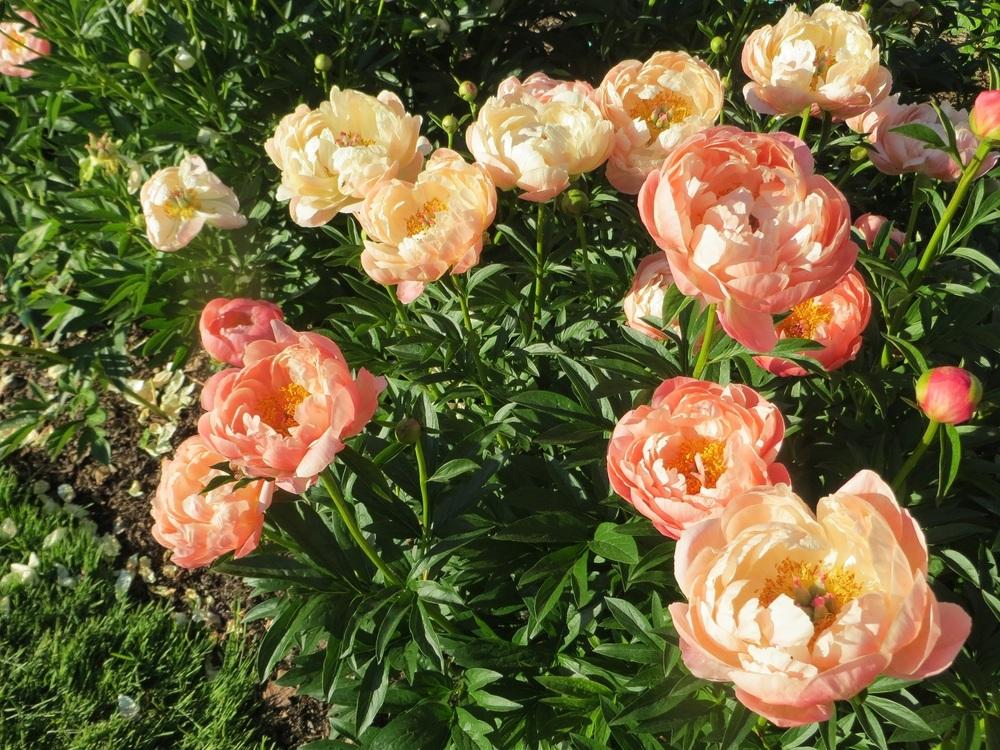 Peonies With Nice Fading in the Peonies forum - Garden.org