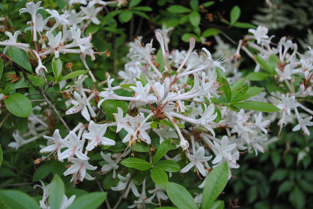 Photo of the bloom of Swamp Azalea (Rhododendron viscosum) posted by ...