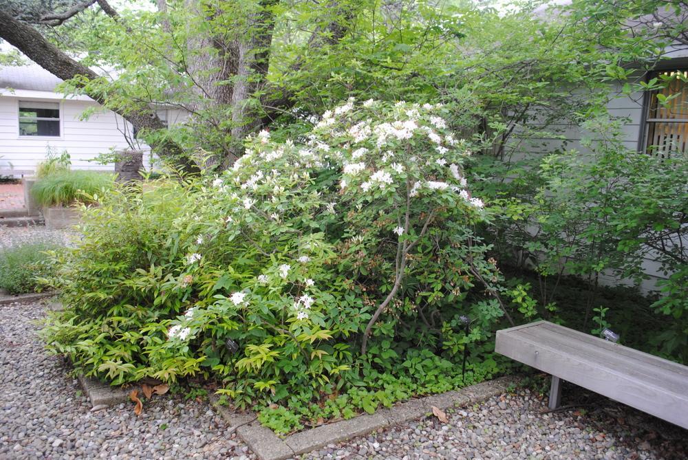 Photo of the entire plant of Sweet Azalea (Rhododendron arborescens ...