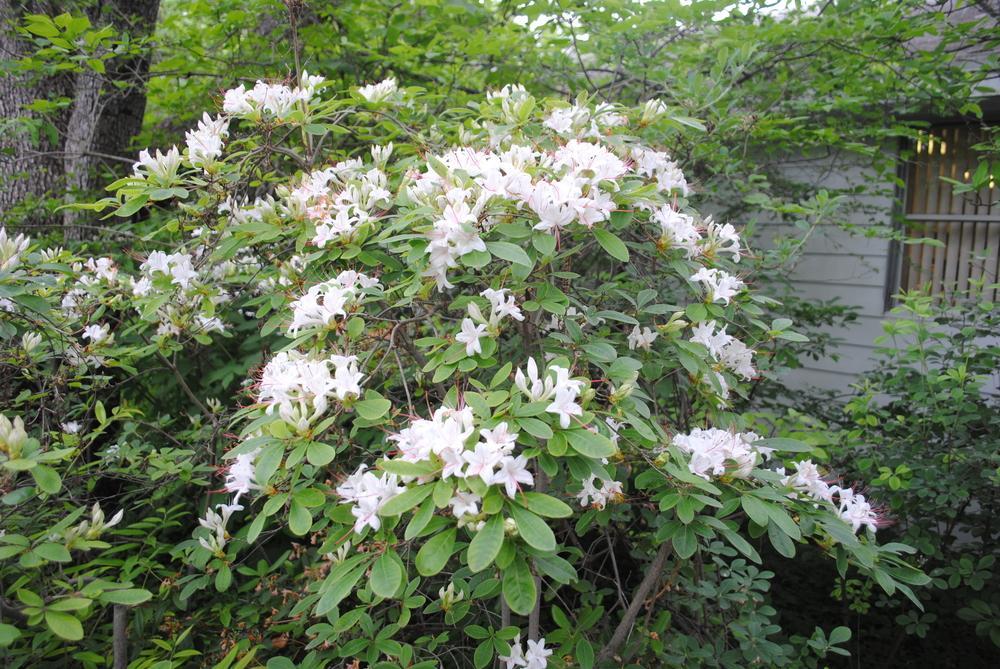 Photo of the bloom of Sweet Azalea (Rhododendron arborescens) posted by ...