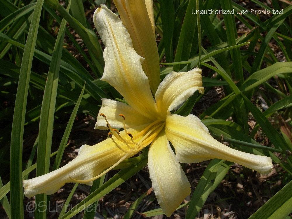 Daylily (Hemerocallis 'Zola's Hi Ho Spider') in the Daylilies Database ...