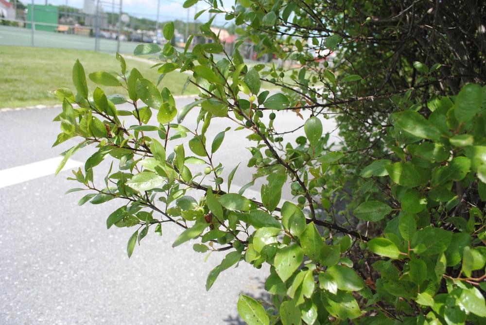 Photo of the leaves of Beach Plum (Prunus maritima) posted by ILPARW ...