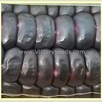 Sweet Corn (Zea mays subsp. mays 'Blue Jade') in the Corn Database ...