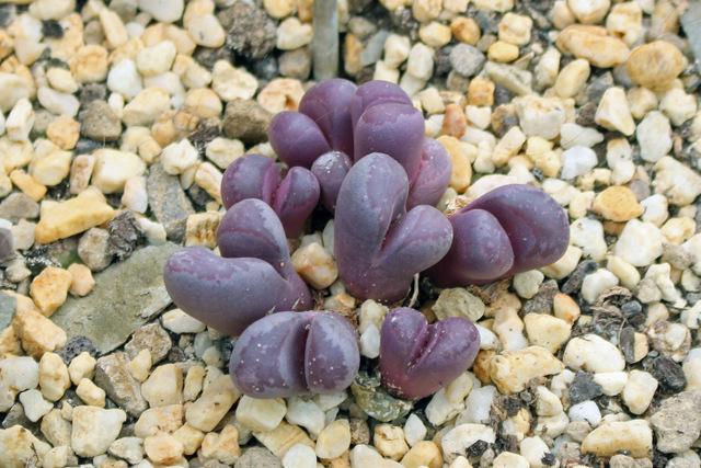 Living Stones: Plant Care and Collection of Varieties - Garden.org