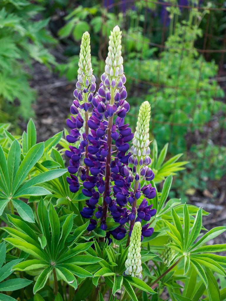 Lupin (Lupinus 'Tutti Frutti Mix') - Garden.org