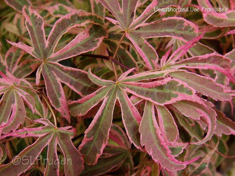 Japanese Maple (Acer palmatum Shirazz™) - Garden.org