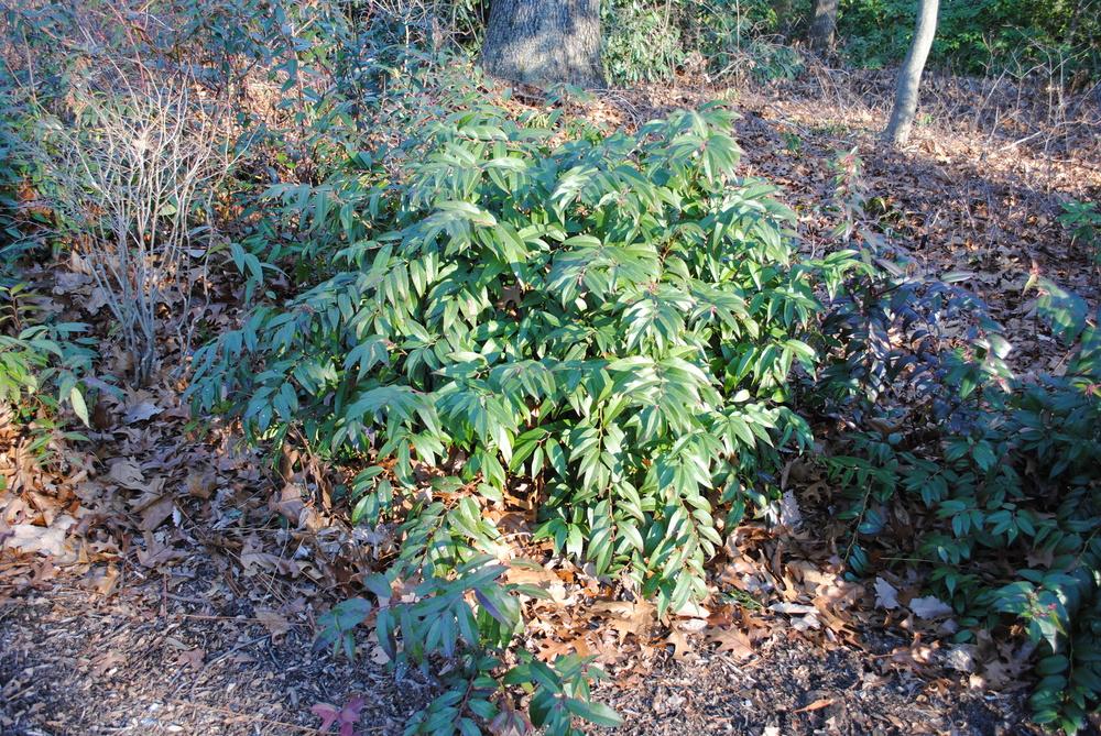 Photo of the entire plant of Highland Doghobble (Leucothoe fontanesiana ...