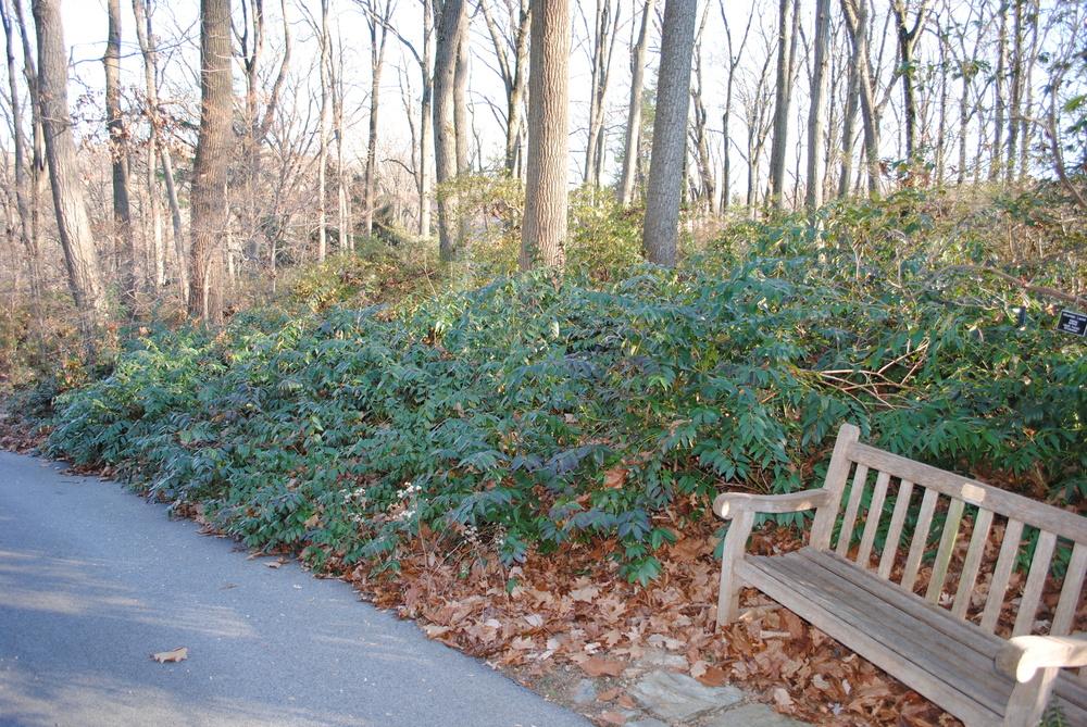 Photo of the entire plant of Highland Doghobble (Leucothoe fontanesiana ...