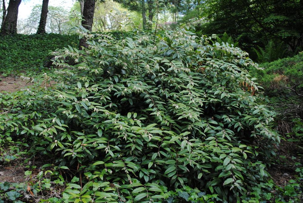 Photo of the entire plant of Highland Doghobble (Leucothoe fontanesiana ...