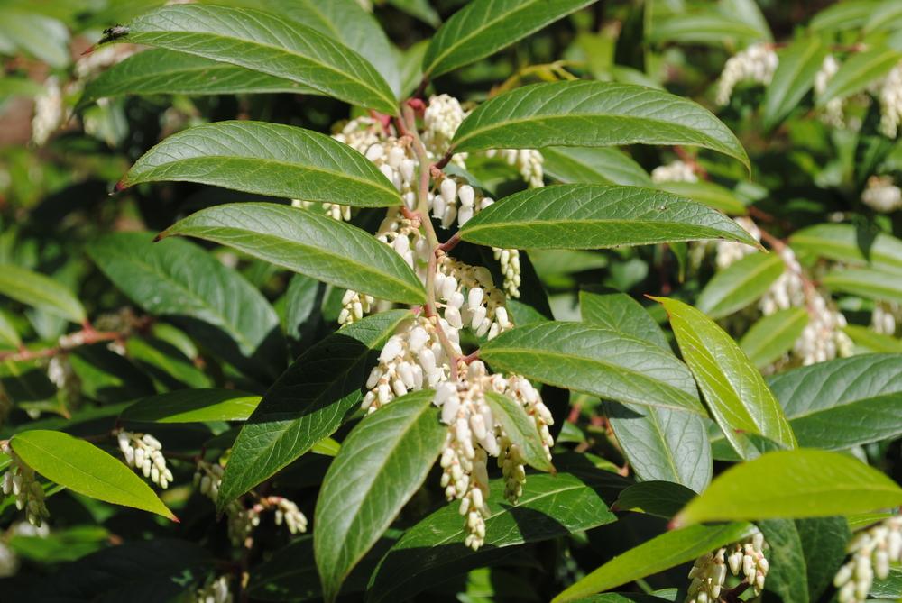 Photo of the bloom of Highland Doghobble (Leucothoe fontanesiana ...