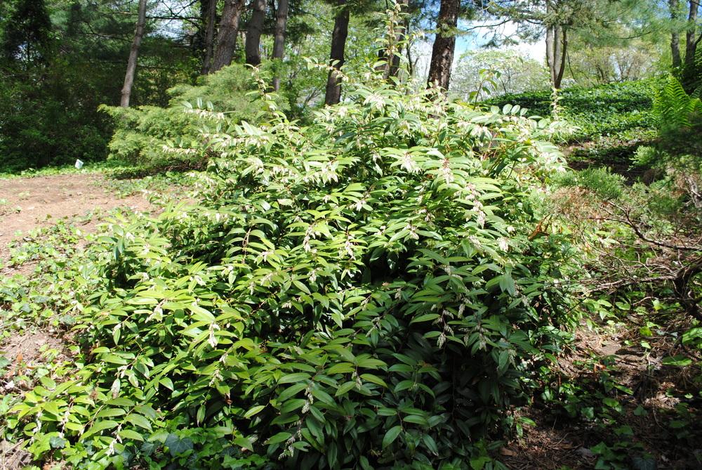 Photo of the entire plant of Highland Doghobble (Leucothoe fontanesiana ...