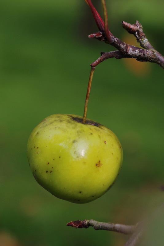 Photo of the fruit of Sweet Crabapple (Malus coronaria) posted by ...