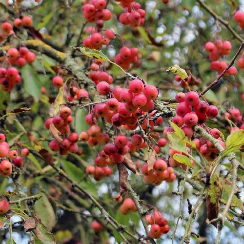 Cutleaf Crabapple (Malus toringoides) in the Apples Database - Garden.org