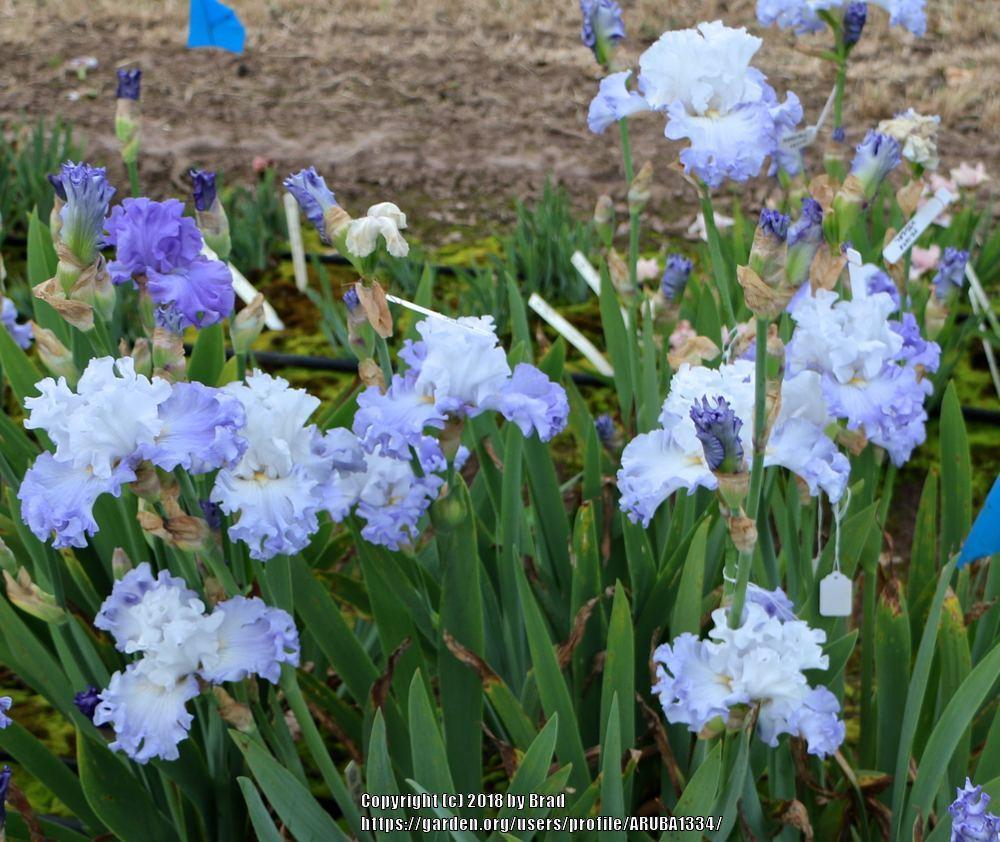 Photo of the bloom of Tall Bearded Iris (Iris 'Caribbean Queen') posted ...