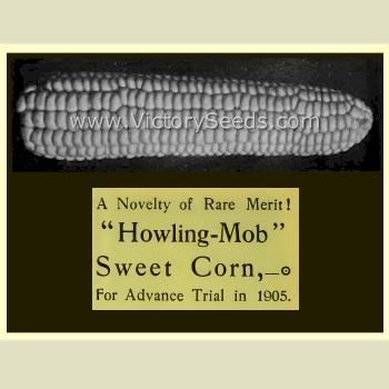 Sweet Corn (Zea mays subsp. mays 'Howling Mob') in the Corn Database ...