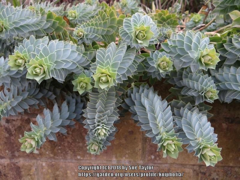Need an ID check in Photo of Rosewort (Rhodiola rosea) - Garden.org