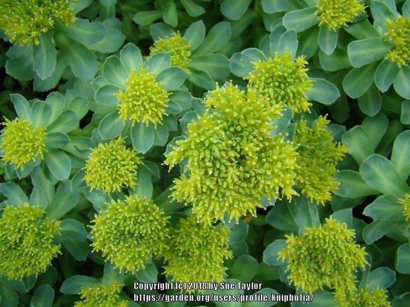 Need an ID check in Photo of Rosewort (Rhodiola rosea) - Garden.org