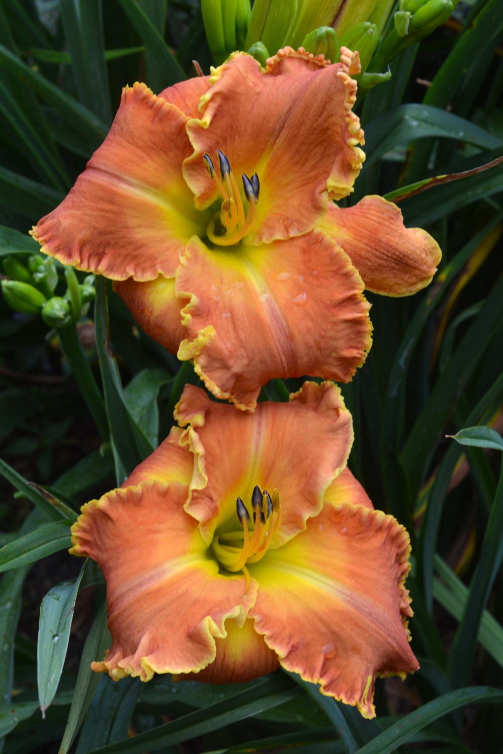 Photo of the bloom of Daylily (Hemerocallis 'Passion's Sun Kissed Glow ...