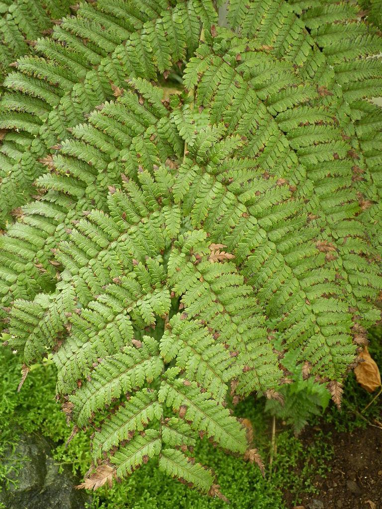 Dicksonia externa - Garden.org