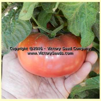 Tomato (Solanum lycopersicum 'BrandyFred') in the Tomatoes Database ...