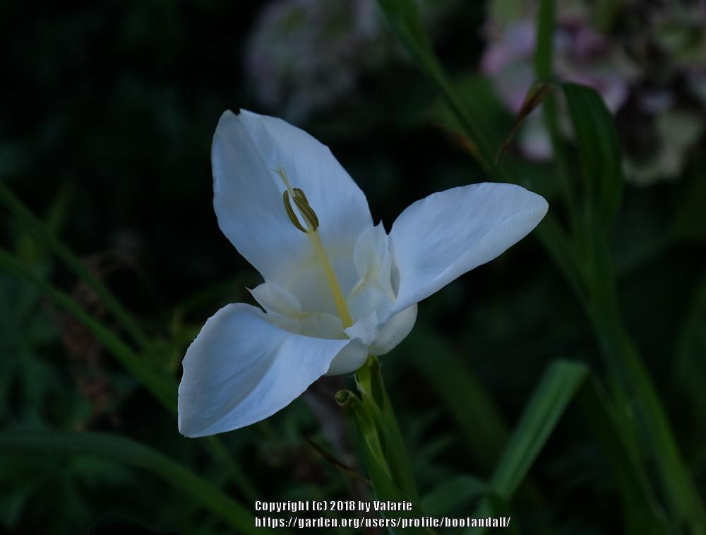 Mexican Shell Flower (Tigridia pavonia 'Alba Immaculata') - Garden.org