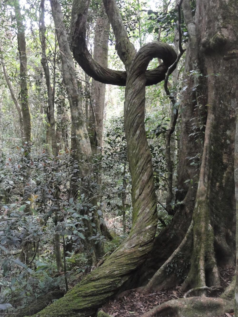 Photo of the stem, scape, stalk or bark of Wonga Vine (Pandorea ...