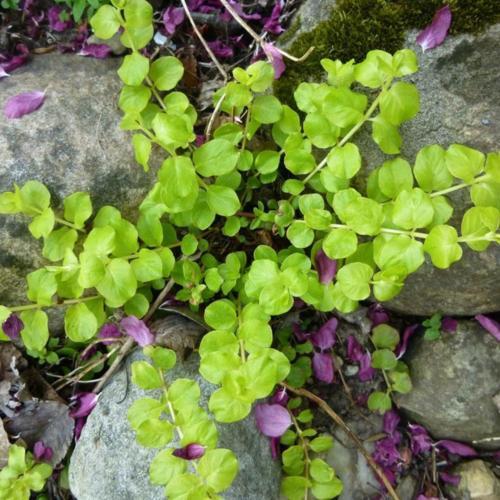 Water Hyssop (Bacopa crenata) - Garden.org