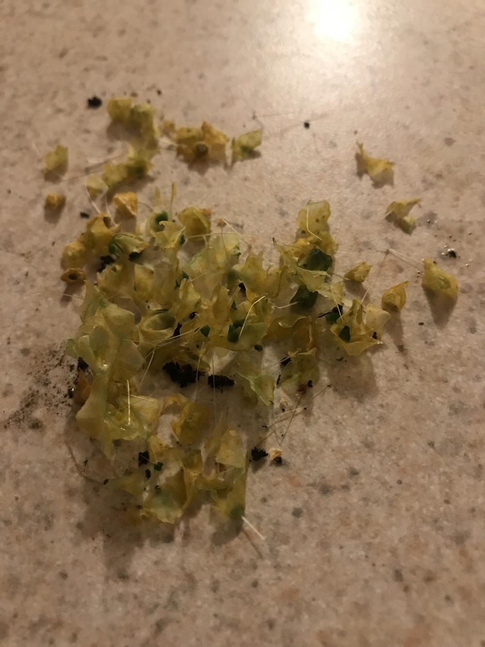 Get Rid of Rust? in the Cactus and Succulents forum - Garden.org