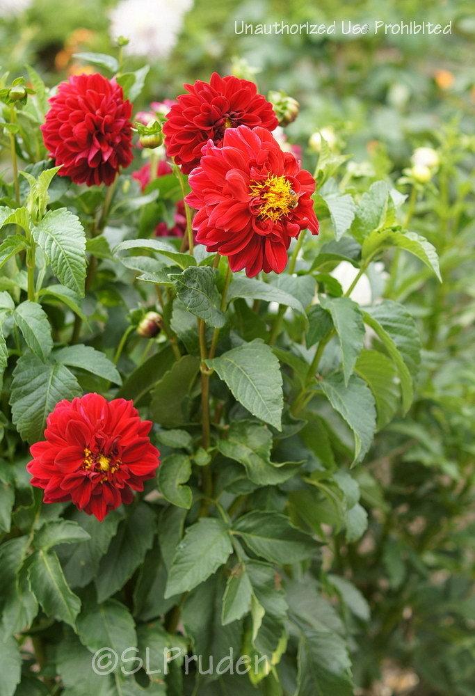 Photo of the entire plant of Dahlia 'Mingus Kyle D' posted by ...