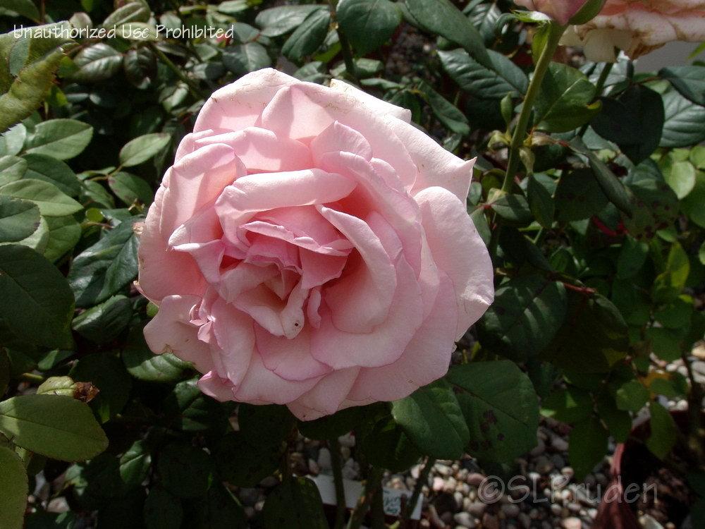 Rose (Rosa 'Truly Yours') in the Roses Database - Garden.org