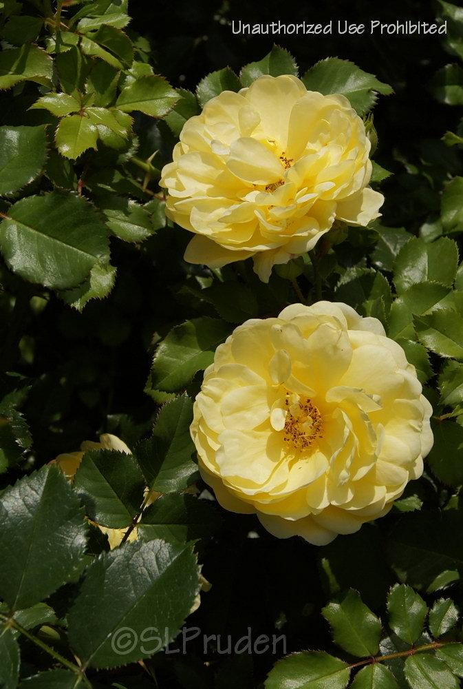 Rose (Rosa 'Sunrise Vigorosa') in the Roses Database - Garden.org