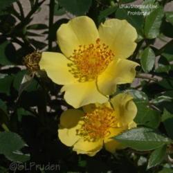 Rose (Rosa 'Baby Love') in the Roses Database - Garden.org