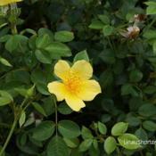 Rose (Rosa 'Baby Love') in the Roses Database - Garden.org