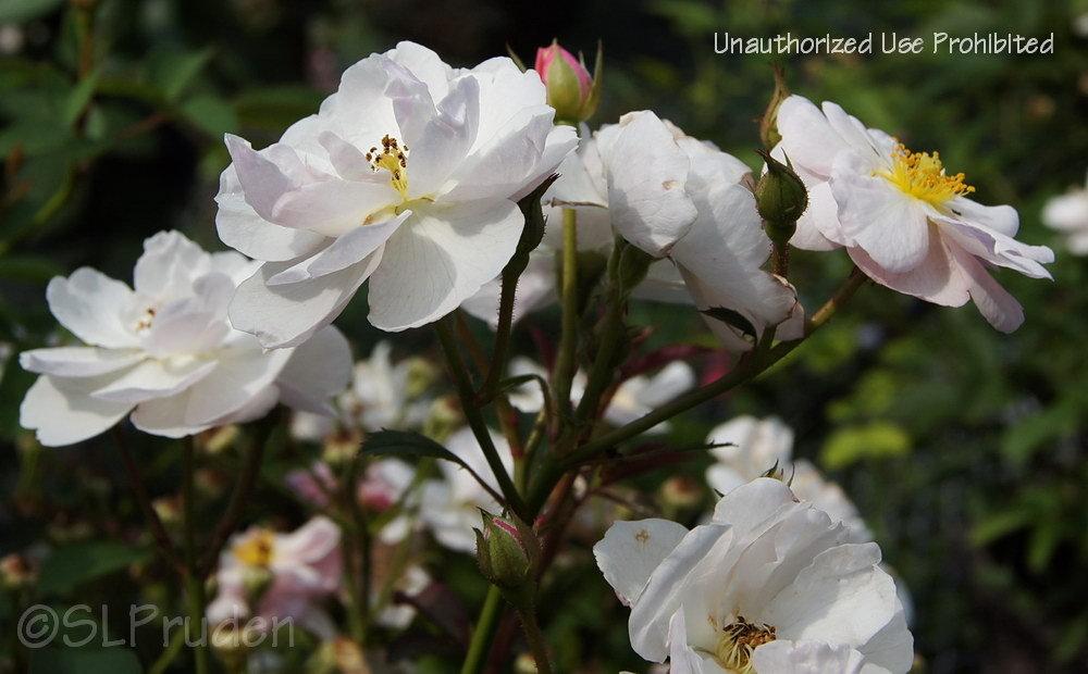 Rose (Rosa 'Ole') in the Roses Database - Garden.org