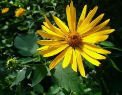 Floral Alphabet Soup: the letter H! in the Garden Photos forum - Garden.org